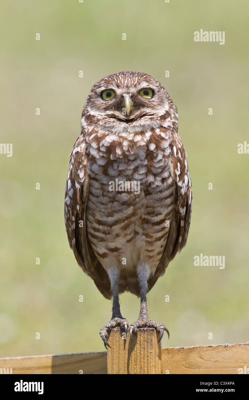 Burrowing owls florida hi-res stock photography and images - Alamy