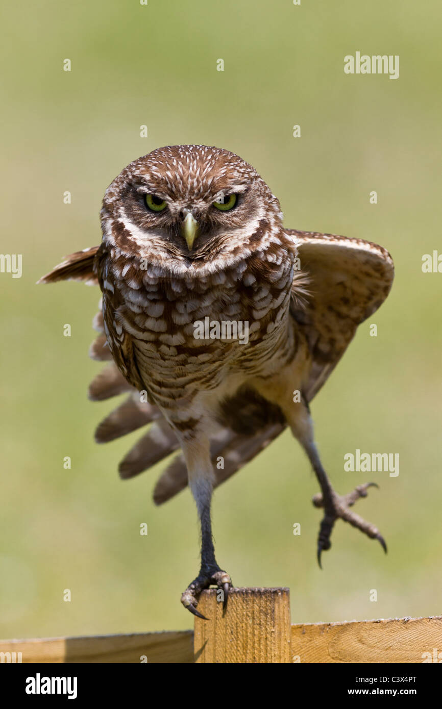 Burrowing owls florida hi-res stock photography and images - Alamy