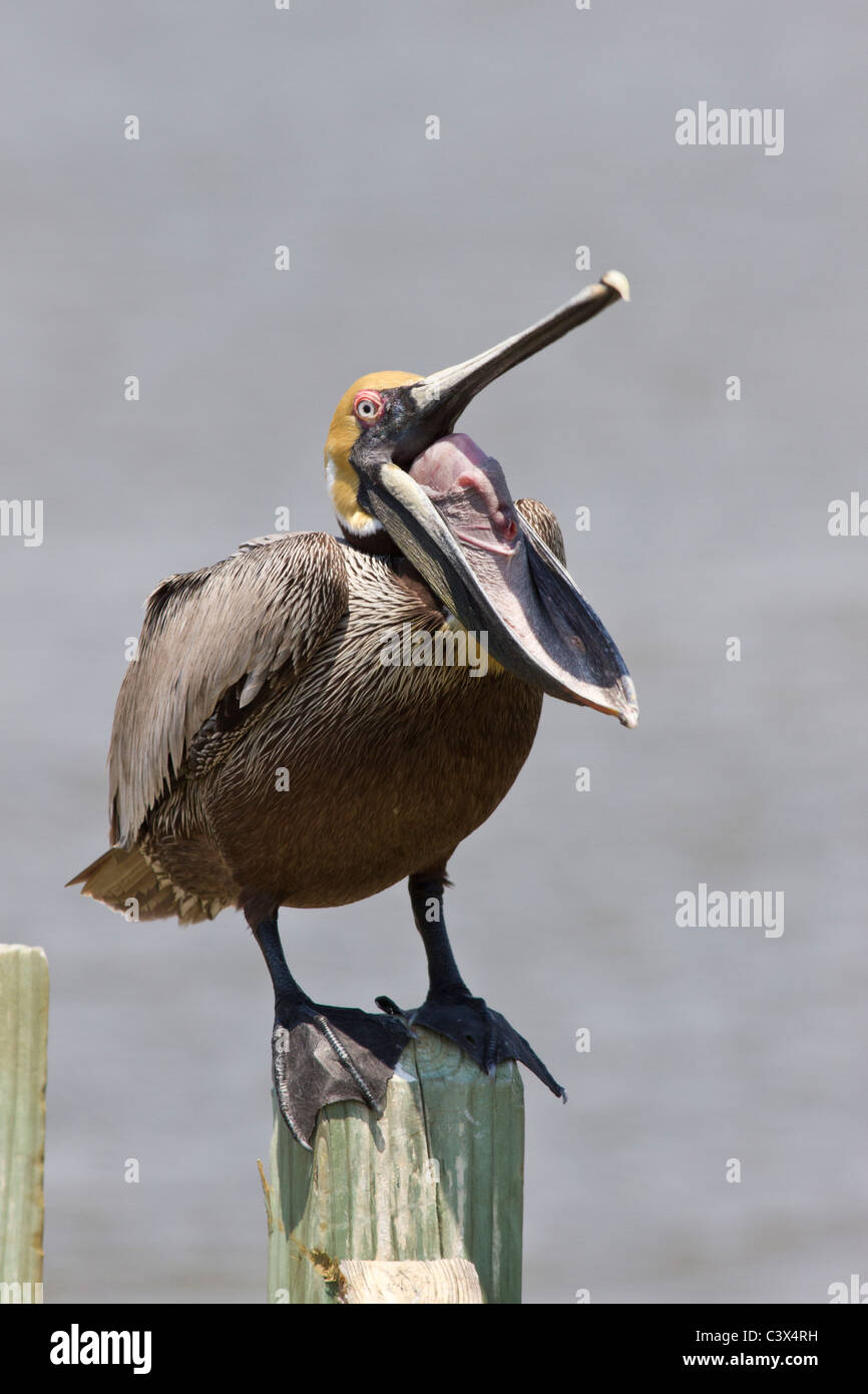 Male pelican hi-res stock photography and images - Alamy
