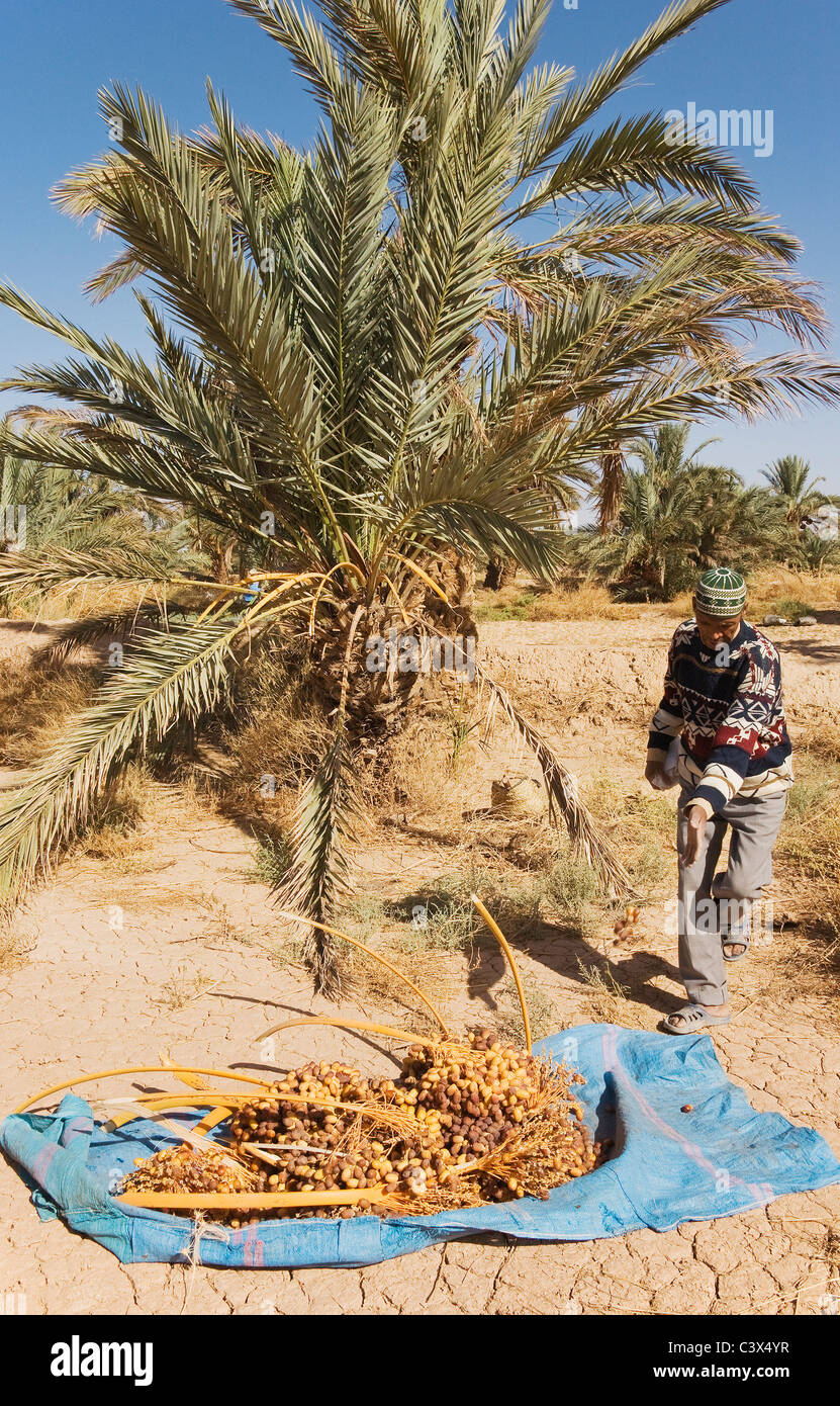 Tafilalt oasis hi-res stock photography and images - Alamy