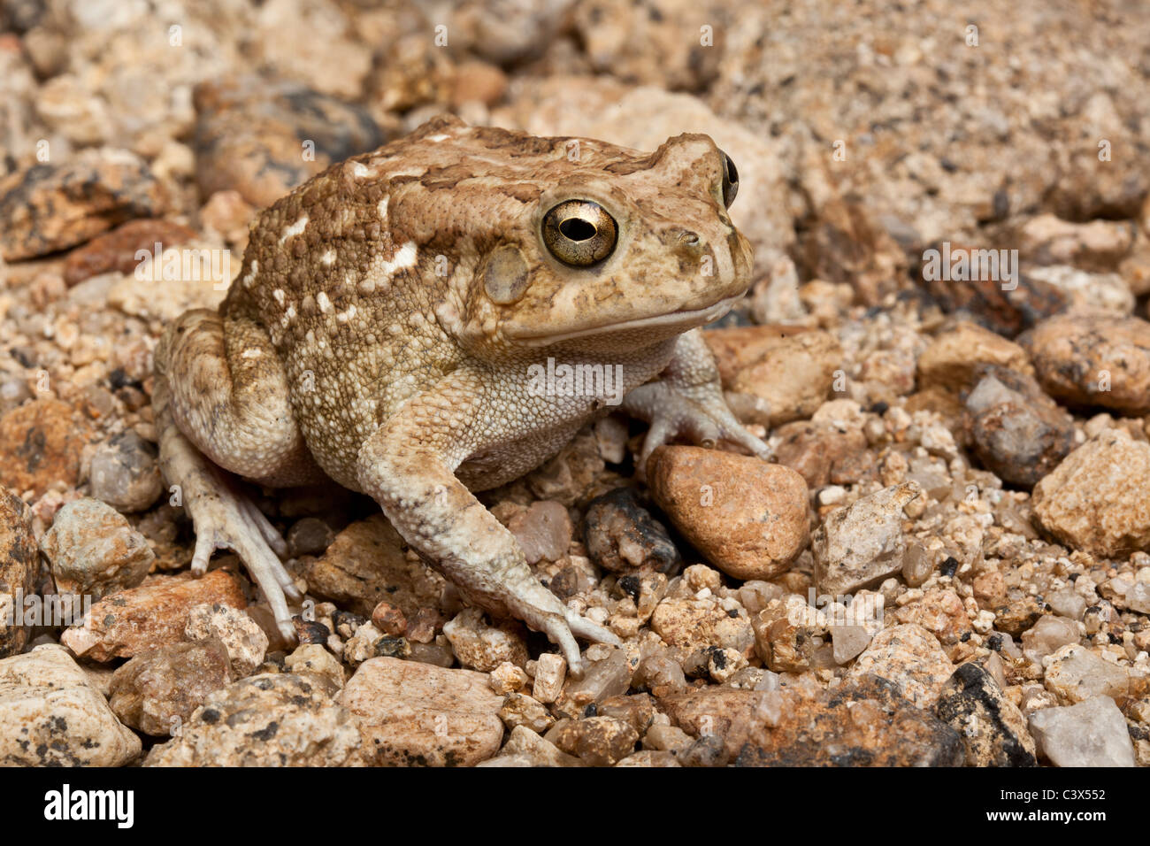 Amietophrynus regularis hi-res stock photography and images - Alamy