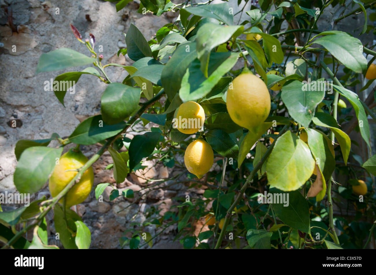 citron jaune yellow lemon Stock Photo - Alamy