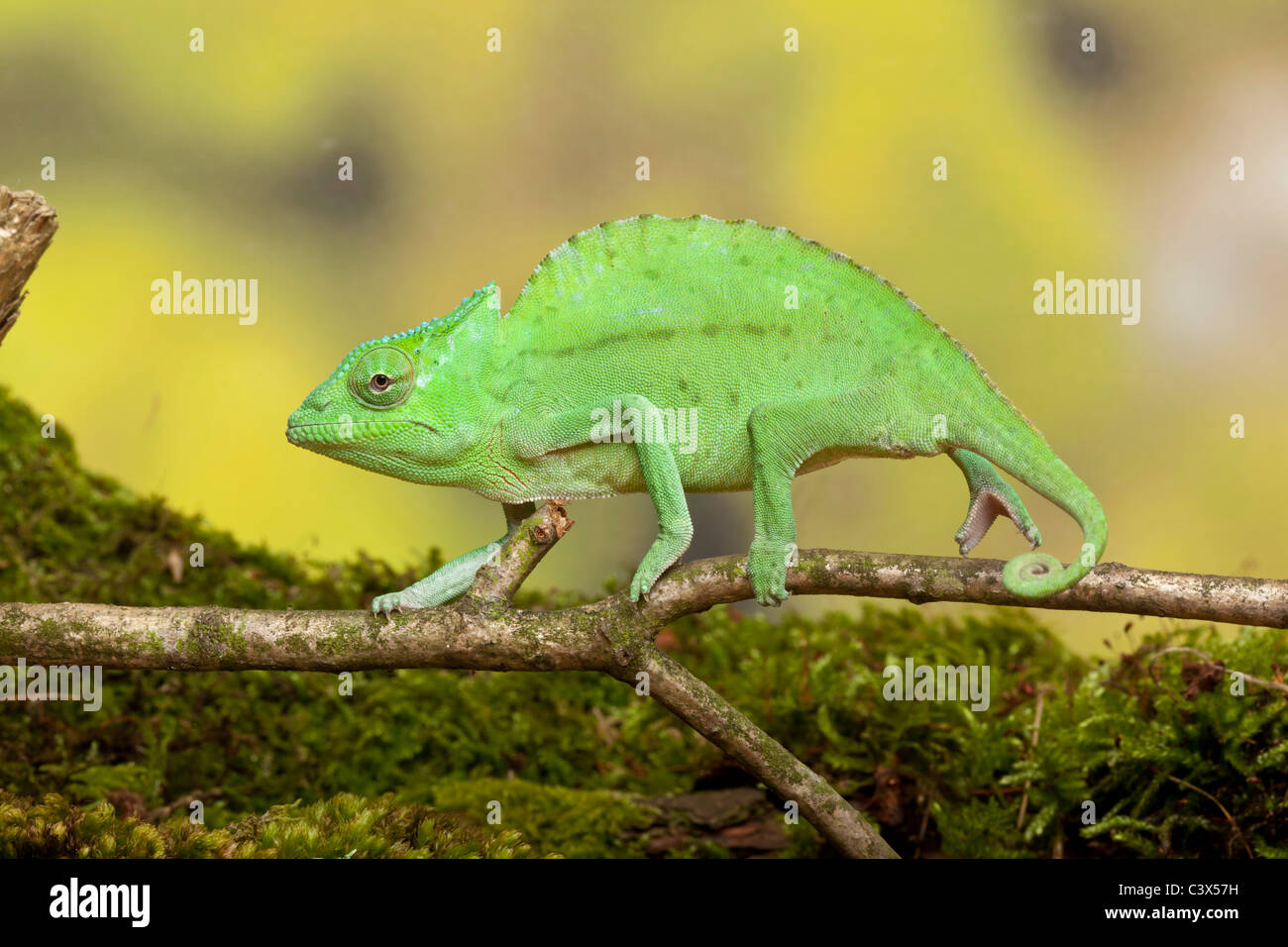 Crested Chameleon High Resolution Stock Photography and Images - Alamy