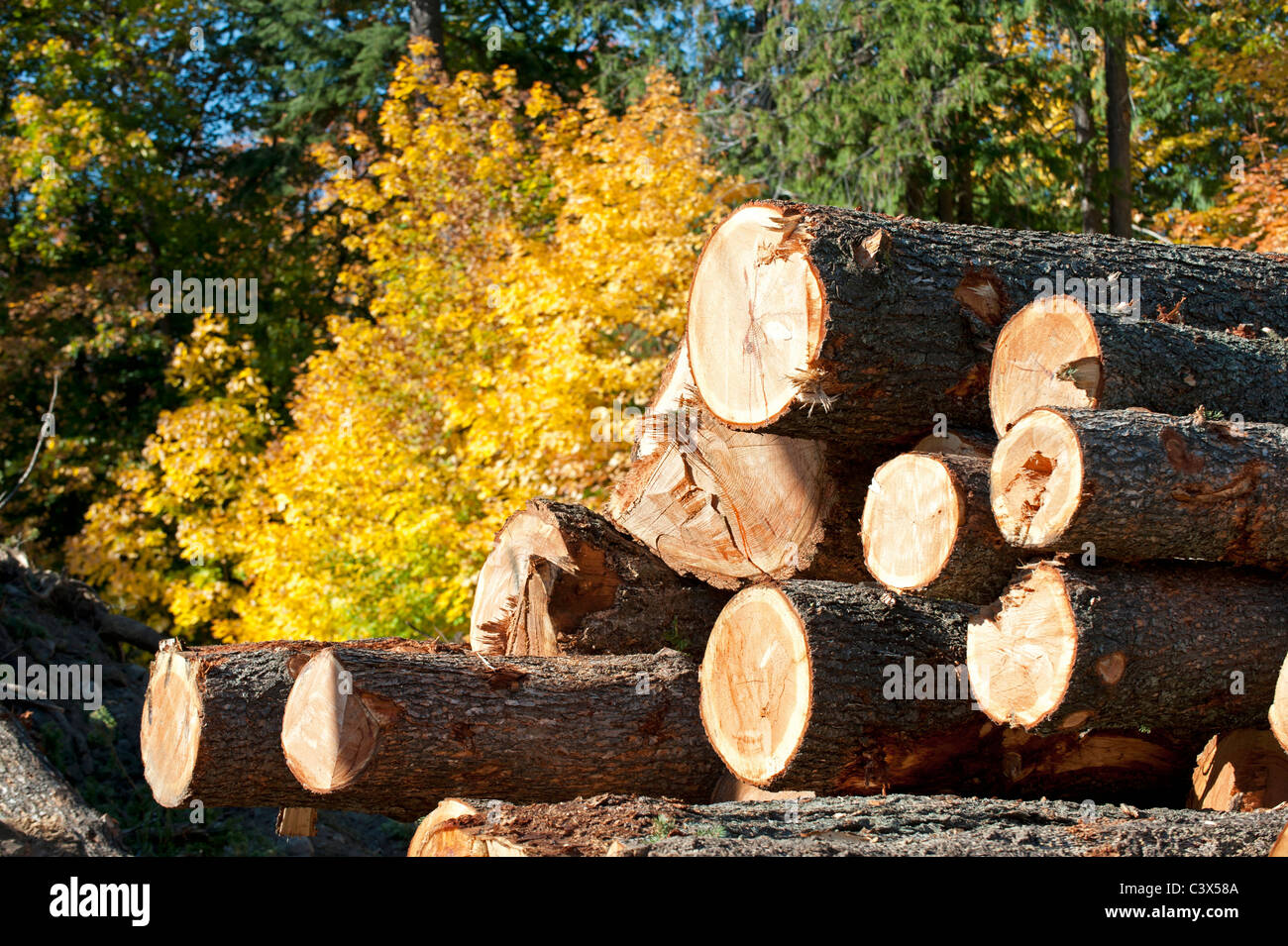 Pile of cut beams in forest, Kootenay, BC, Canada Stock Photo - Alamy