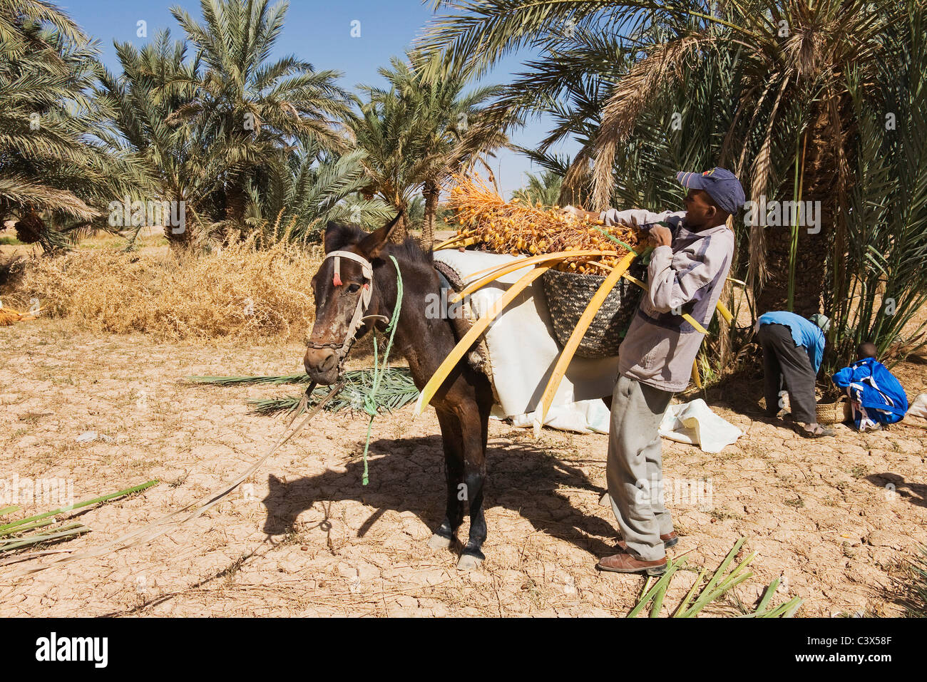 Date Palm (Phoenix dactylifera). The dates in the palmeries of Rissani ...