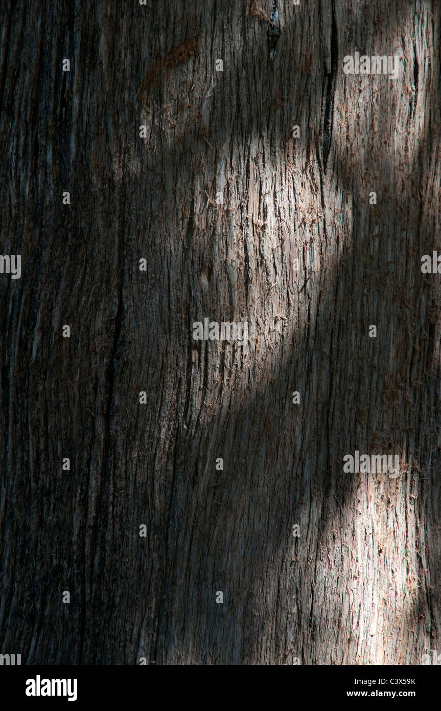 Arbre d'arbre hi-res stock photography and images - Alamy