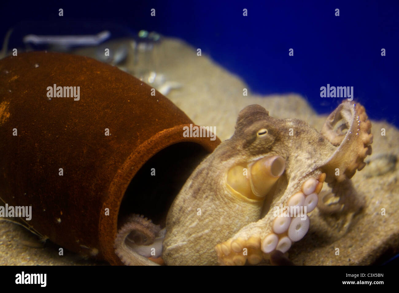 Octopus and vase, Kobe City, Hyogo Prefecture, Japan Stock Photo - Alamy