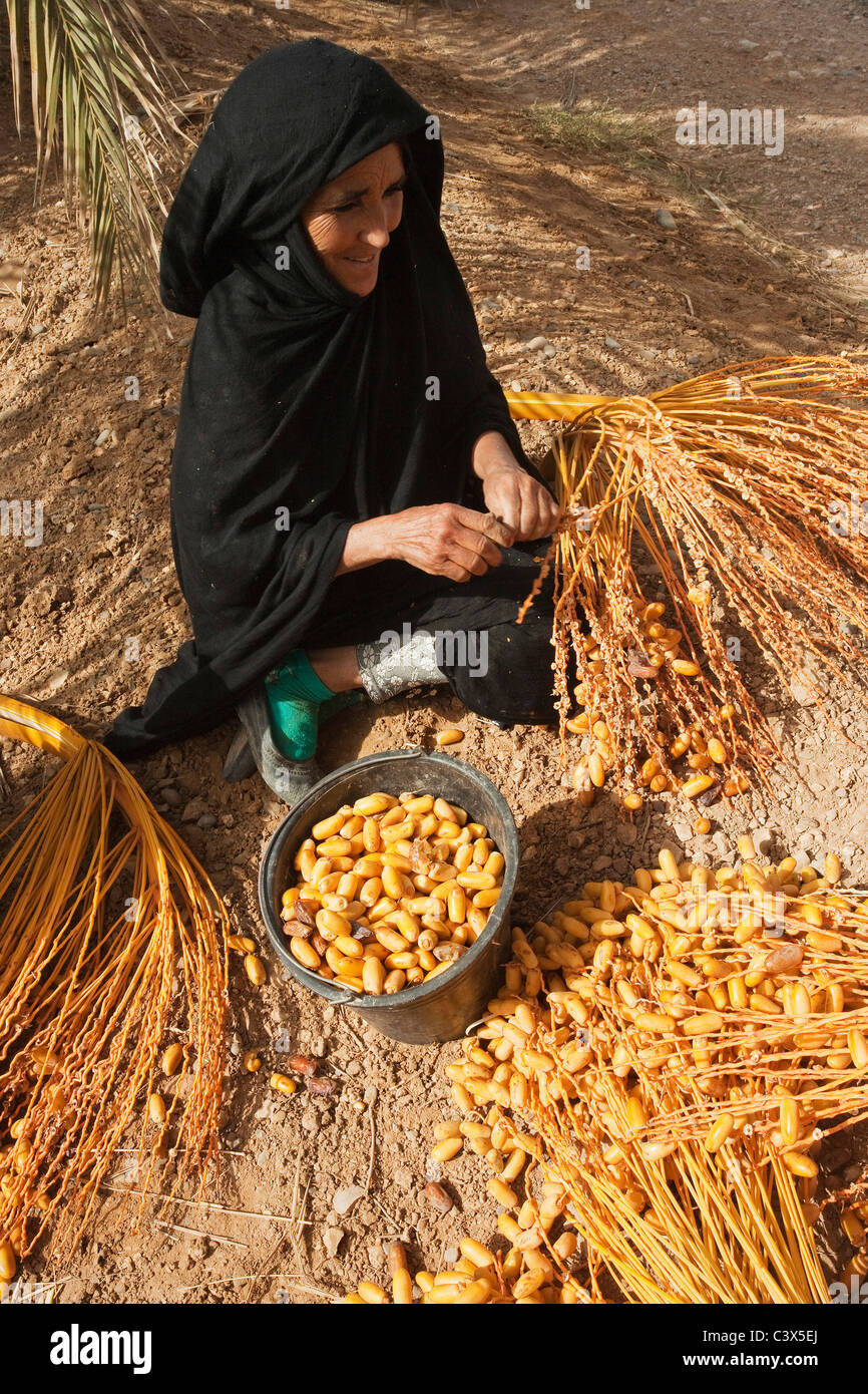Date Palm (Phoenix dactylifera). A woman picks off the dates from the ...