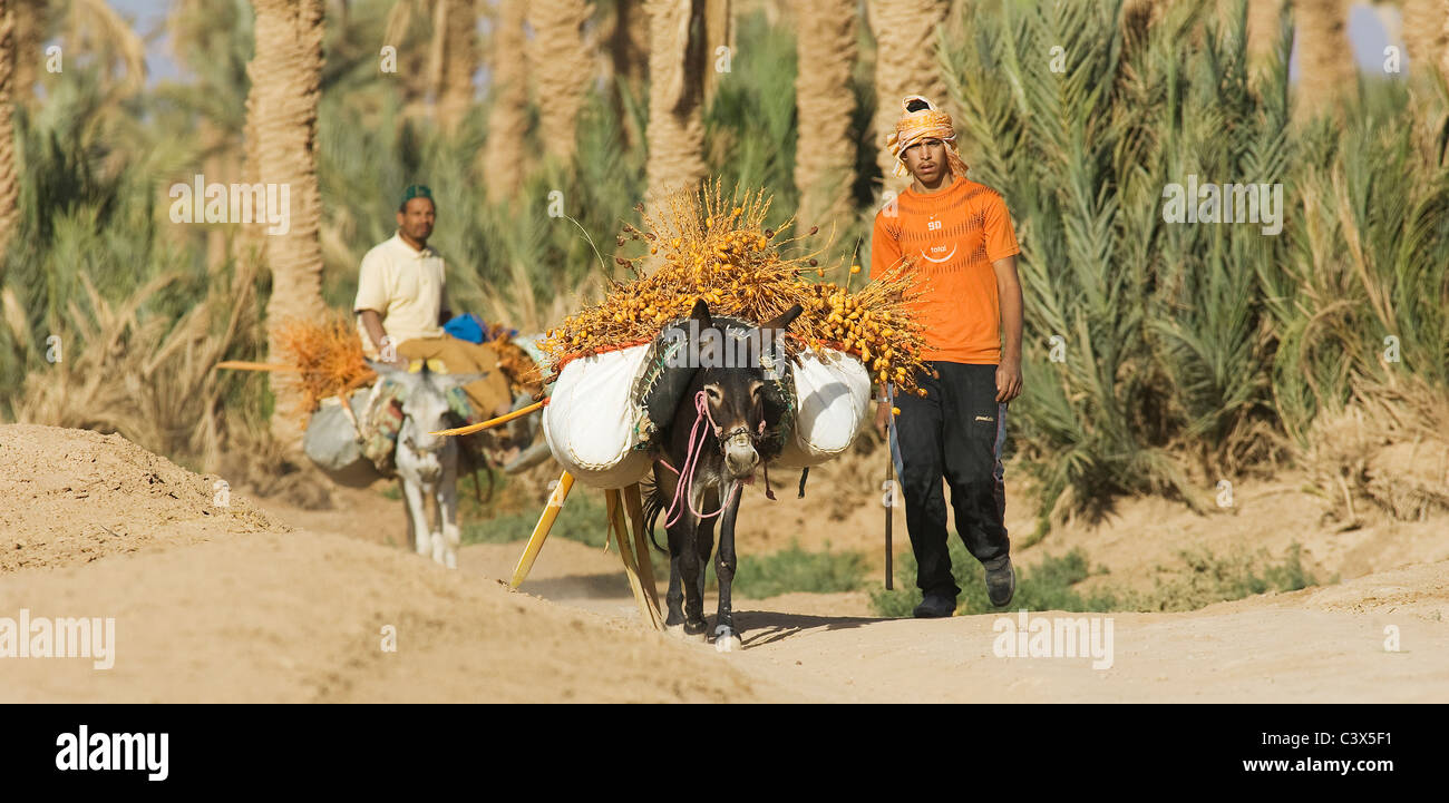 Date Palm (Phoenix dactylifera). The dates in the palmeries of Rissani ...