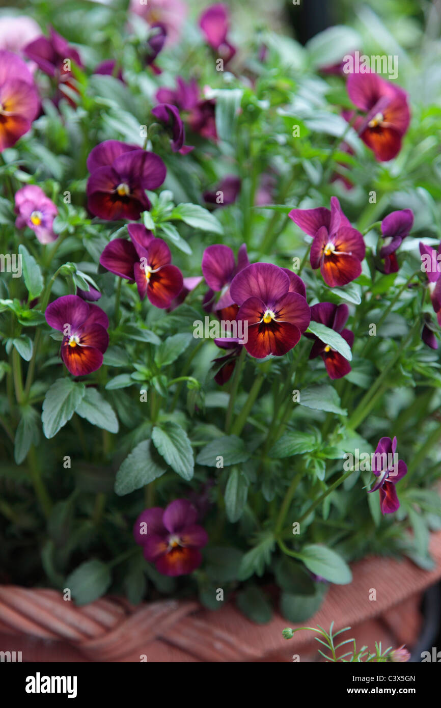 Potted violas hi-res stock photography and images - Alamy