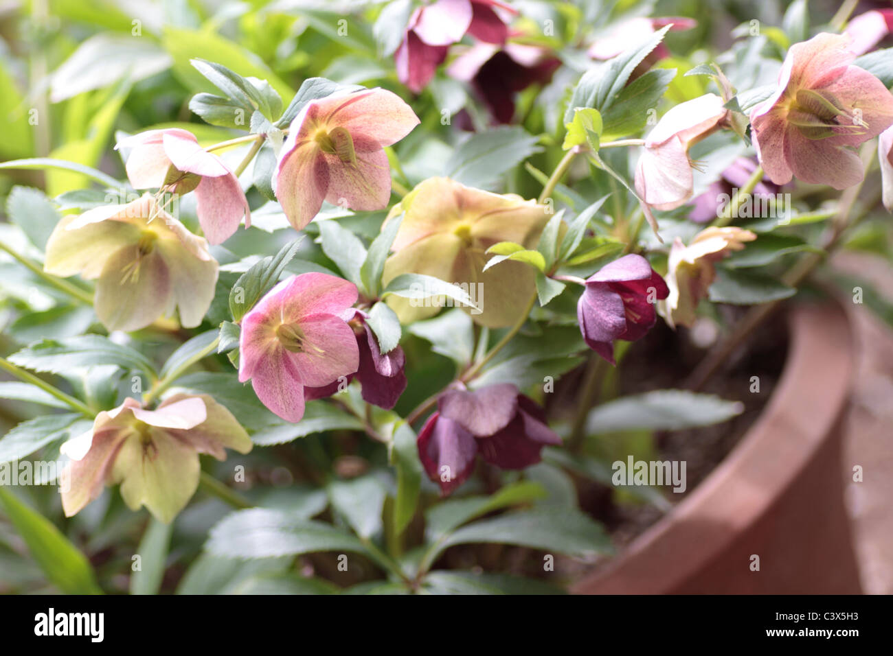 Helleborus leaf hi-res stock photography and images - Alamy