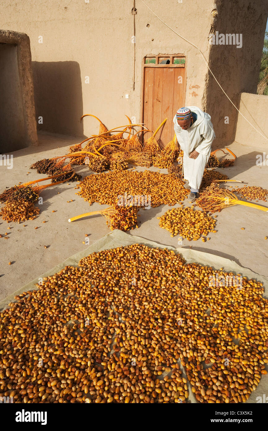 Date Palm (Phoenix dactylifera). During the date harvest the dates are ...
