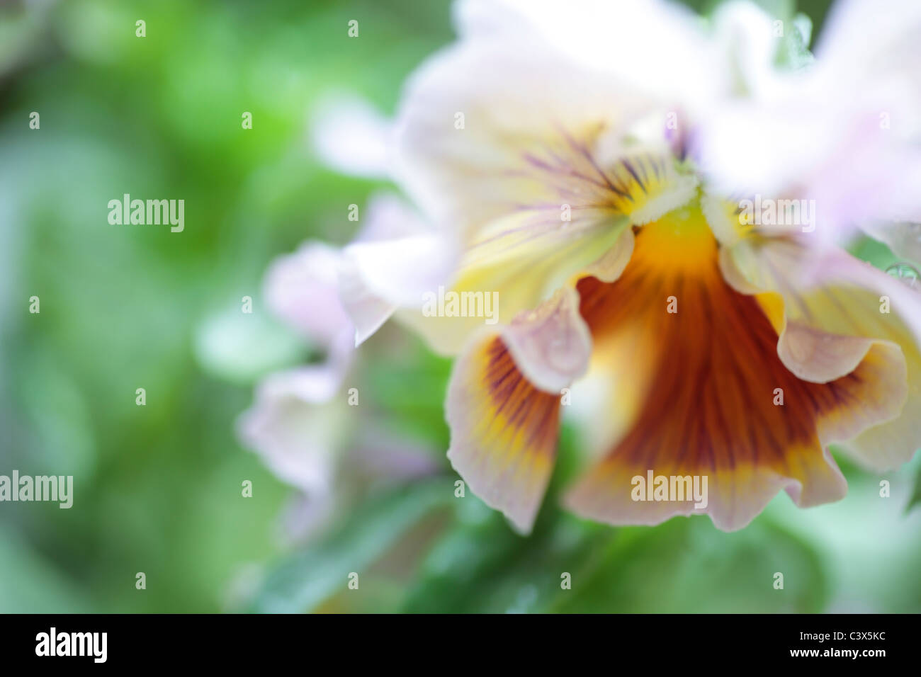 Close-up of pansy Stock Photo - Alamy