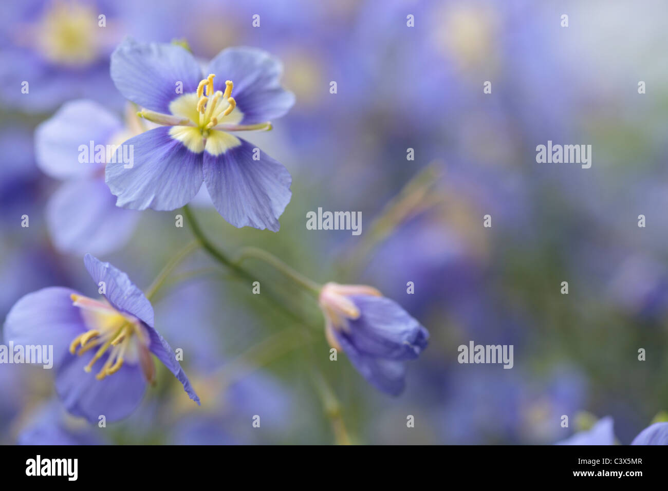 Heliophila High Resolution Stock Photography and Images - Alamy