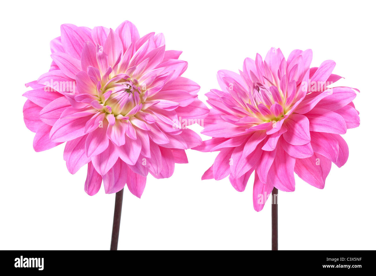 Two Dahlia Flowers Stock Photo - Alamy