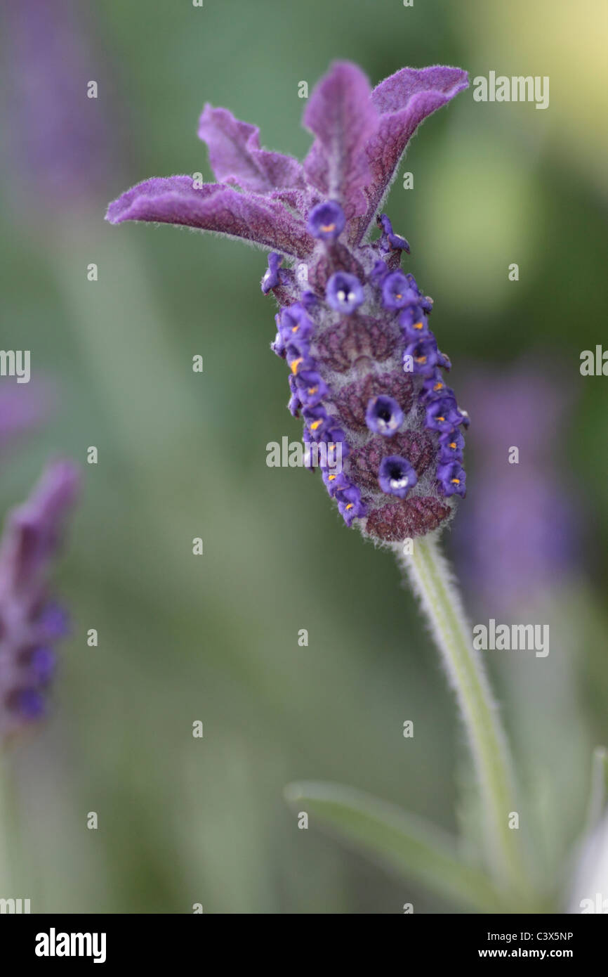 Single lavender flower hi-res stock photography and images - Alamy