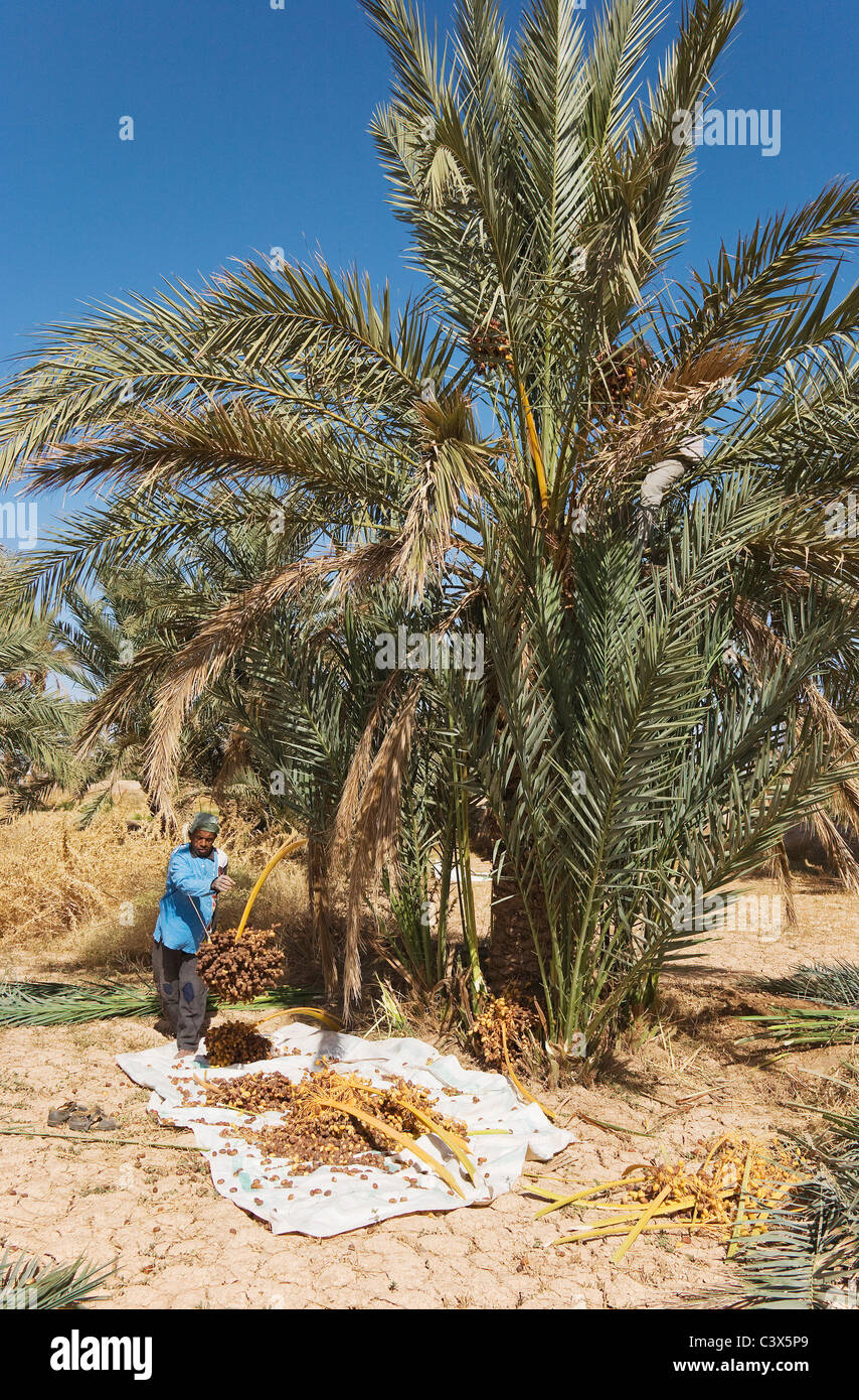 Tafilalt oasis hi-res stock photography and images - Alamy