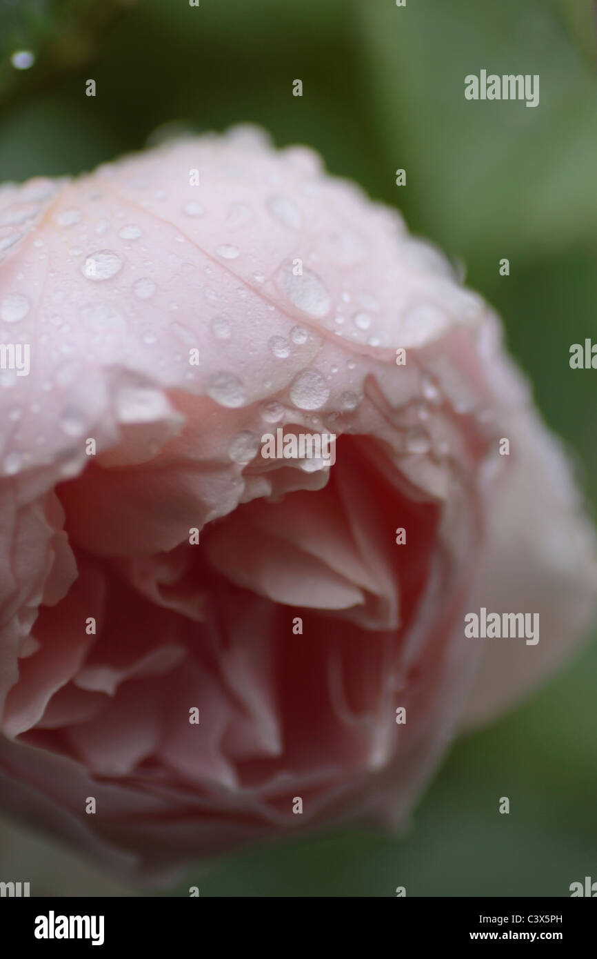 Close-up of rose with dew drops Stock Photo - Alamy
