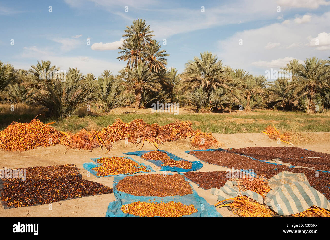 Date Palm (Phoenix dactylifera). Harvested dates are graded according ...