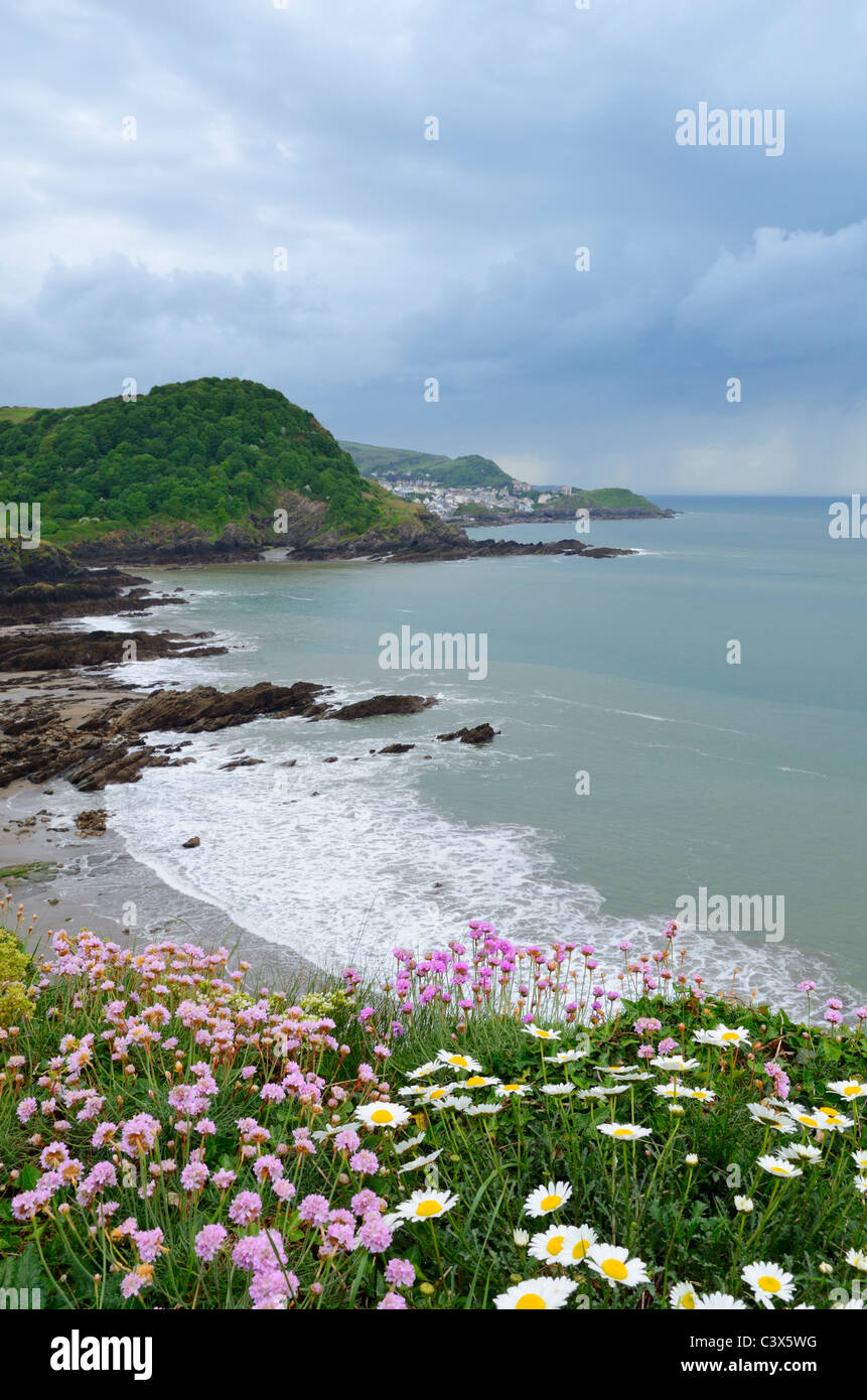 Spring flowers on Rillage Point overlooking Hele Bay, Beacon Point and ...