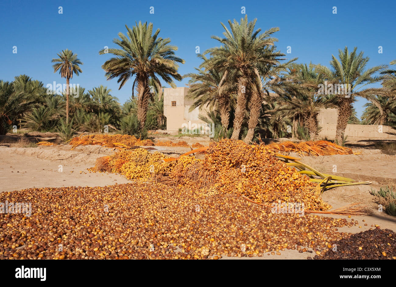 Date Palm (Phoenix dactylifera). Harvested dates are graded according ...