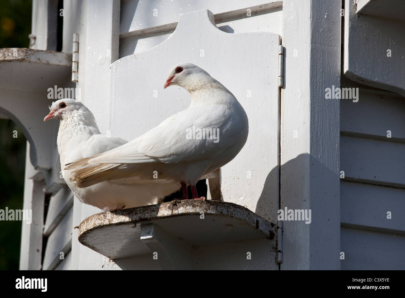 Dove Cote High Resolution Stock Photography and Images - Alamy