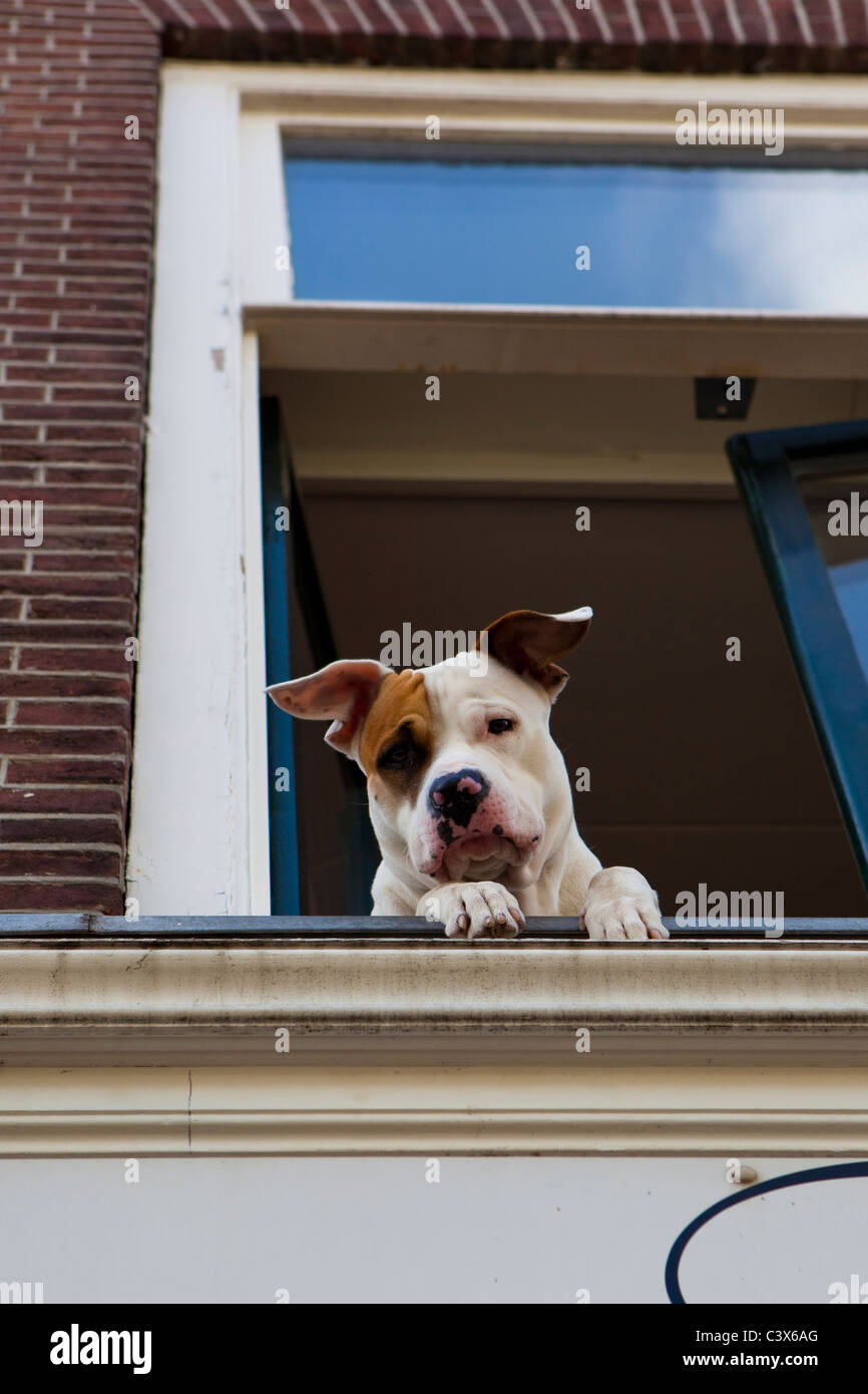 Dog looking out a window, The Hague, Netherlands Stock Photo - Alamy