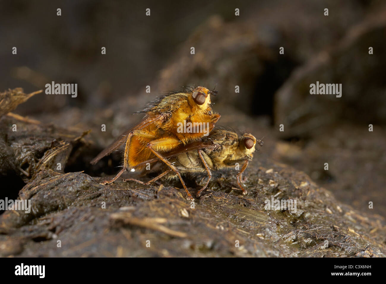 Yellow dung fly, Scathophaga stercoraria mating on cow pat, uk Stock ...