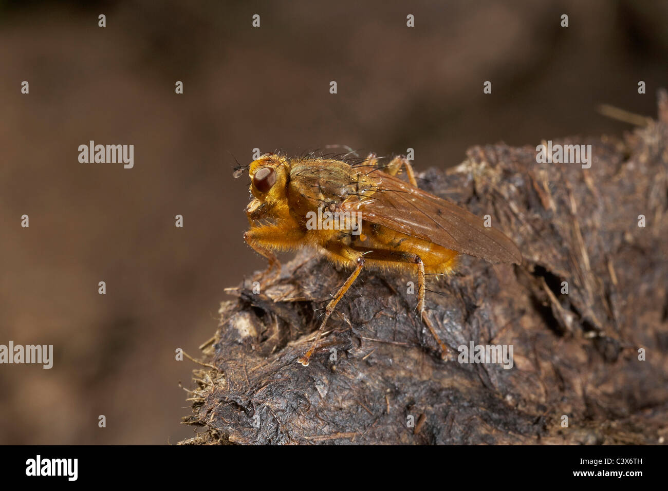 Yellow dung fly, Scathophaga stercoraria on cow pat, uk Stock Photo - Alamy