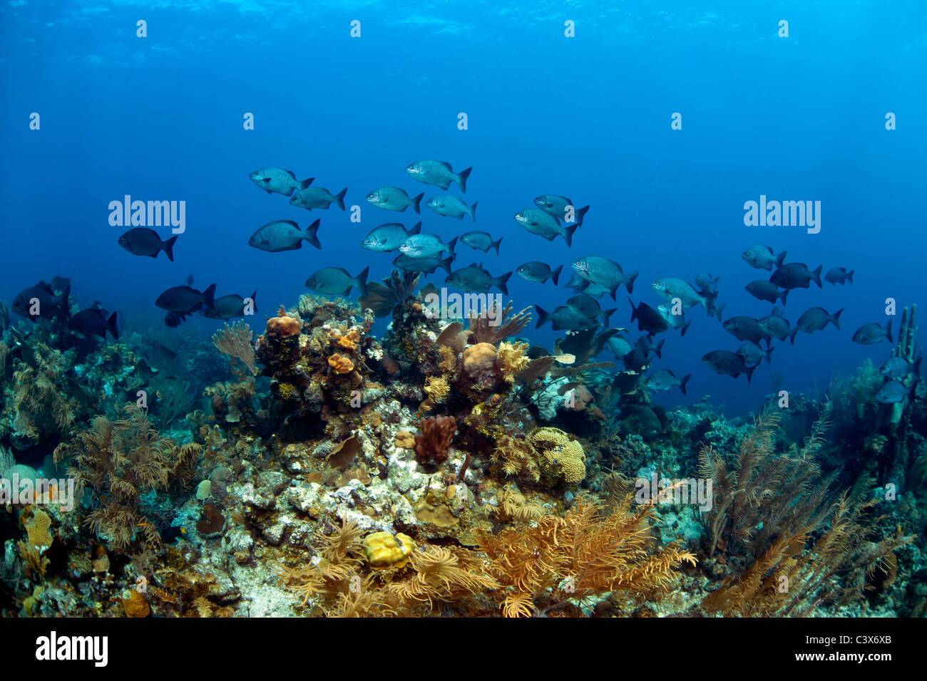 Roatan Barrier Reef