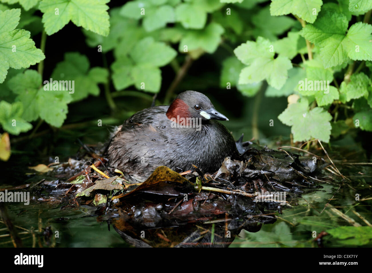 Dabchick on nest Tachybaptus ruficollis Little Grebe Stock Photo - Alamy