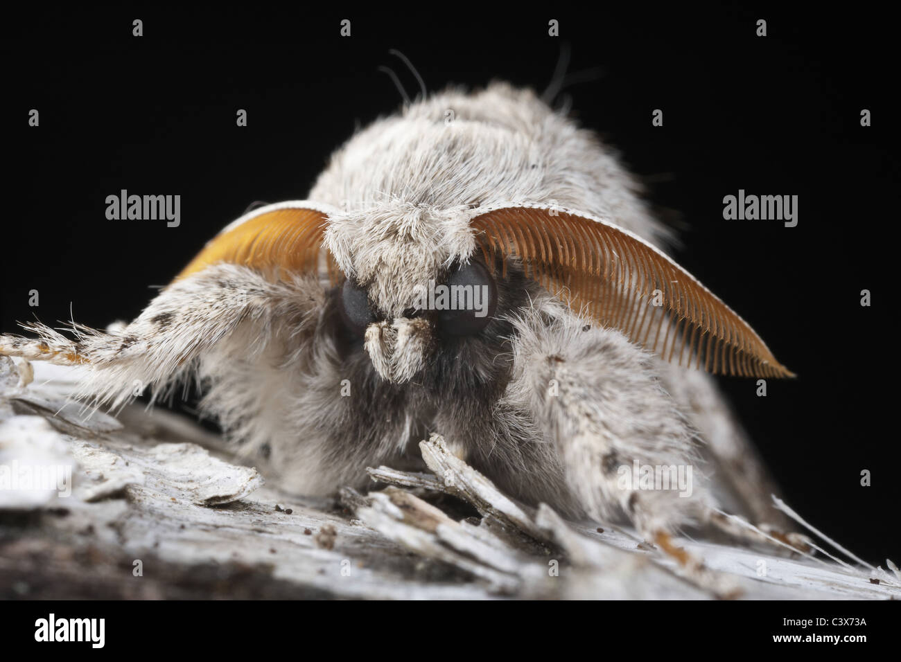 Pale Tussock, Calliteara pudibunda moth Crowle Moor Stock Photo - Alamy