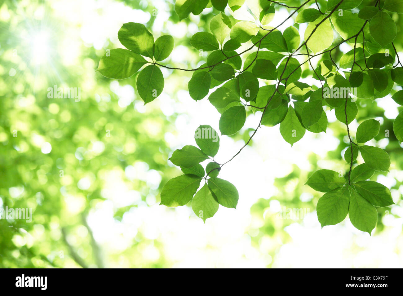 Tree, close-up, Chiba Prefecture, Honshu, Japan Stock Photo - Alamy