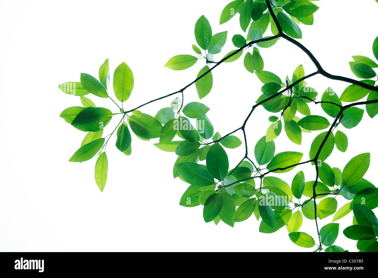 Tree, close-up, Chiba Prefecture, Honshu, Japan Stock Photo - Alamy
