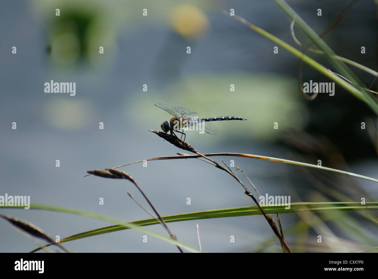 Wetland insects hi-res stock photography and images - Alamy