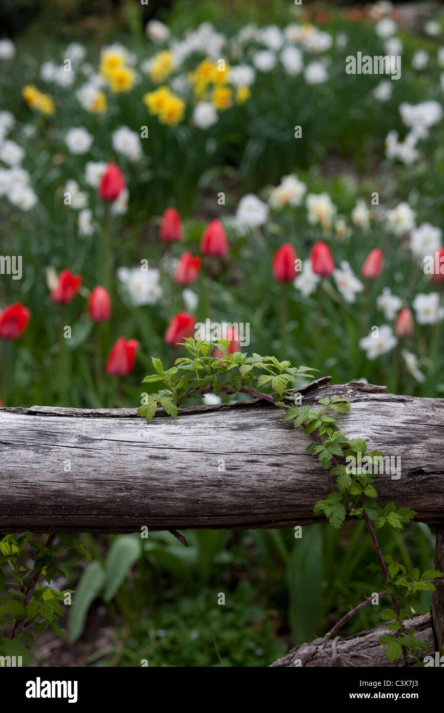 Shakespeare gardens in Central New York City in the spring Stock Photo ...
