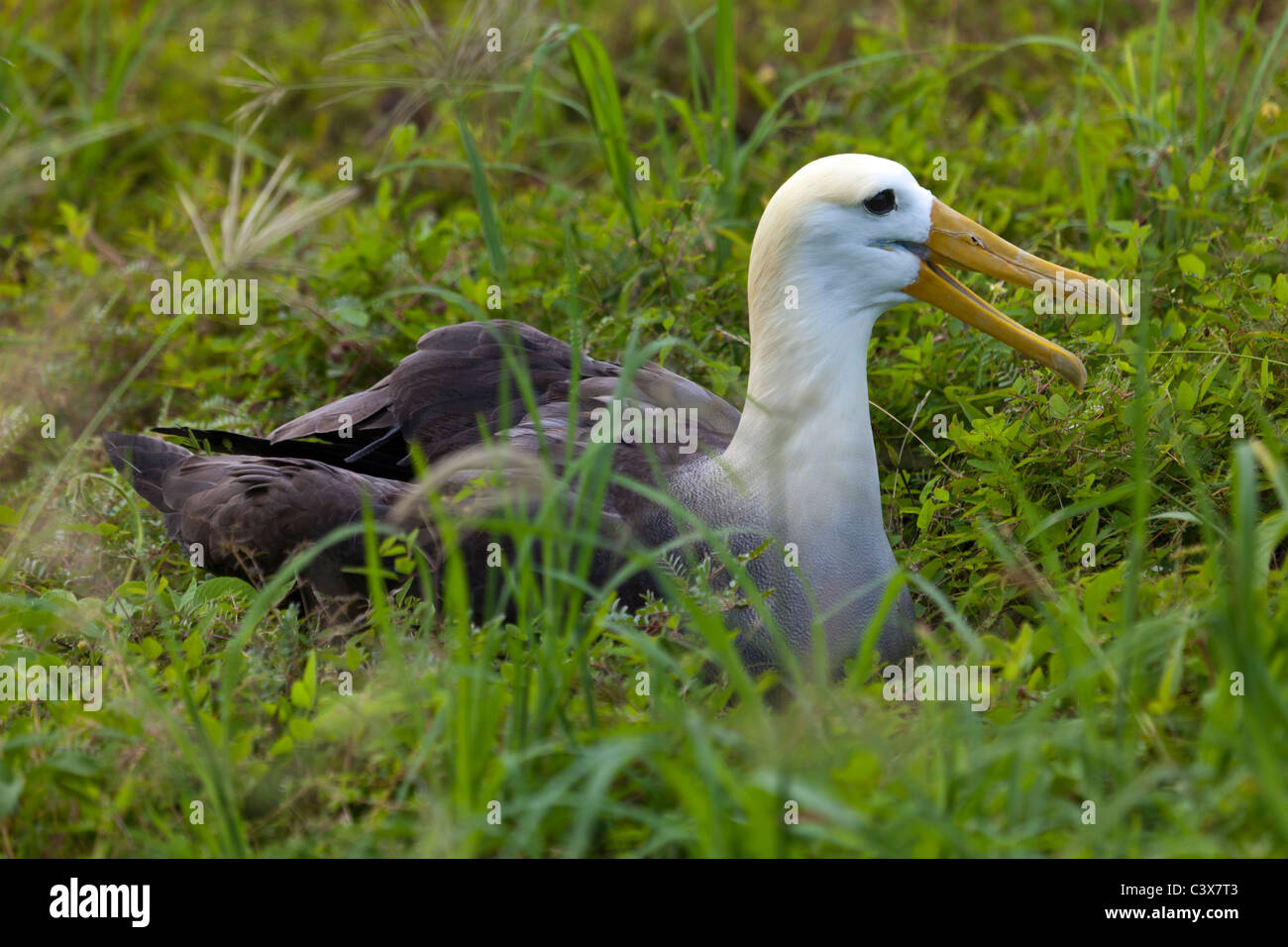 Nest bird birds wildlife albatrosses endangered nesting punta suarez hi ...