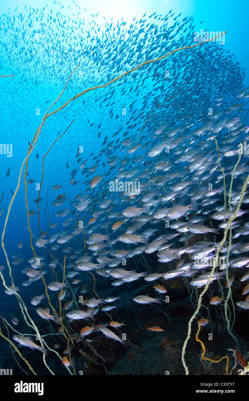 Schoolf Halflined Cardinal Fish Stock Photo - Alamy