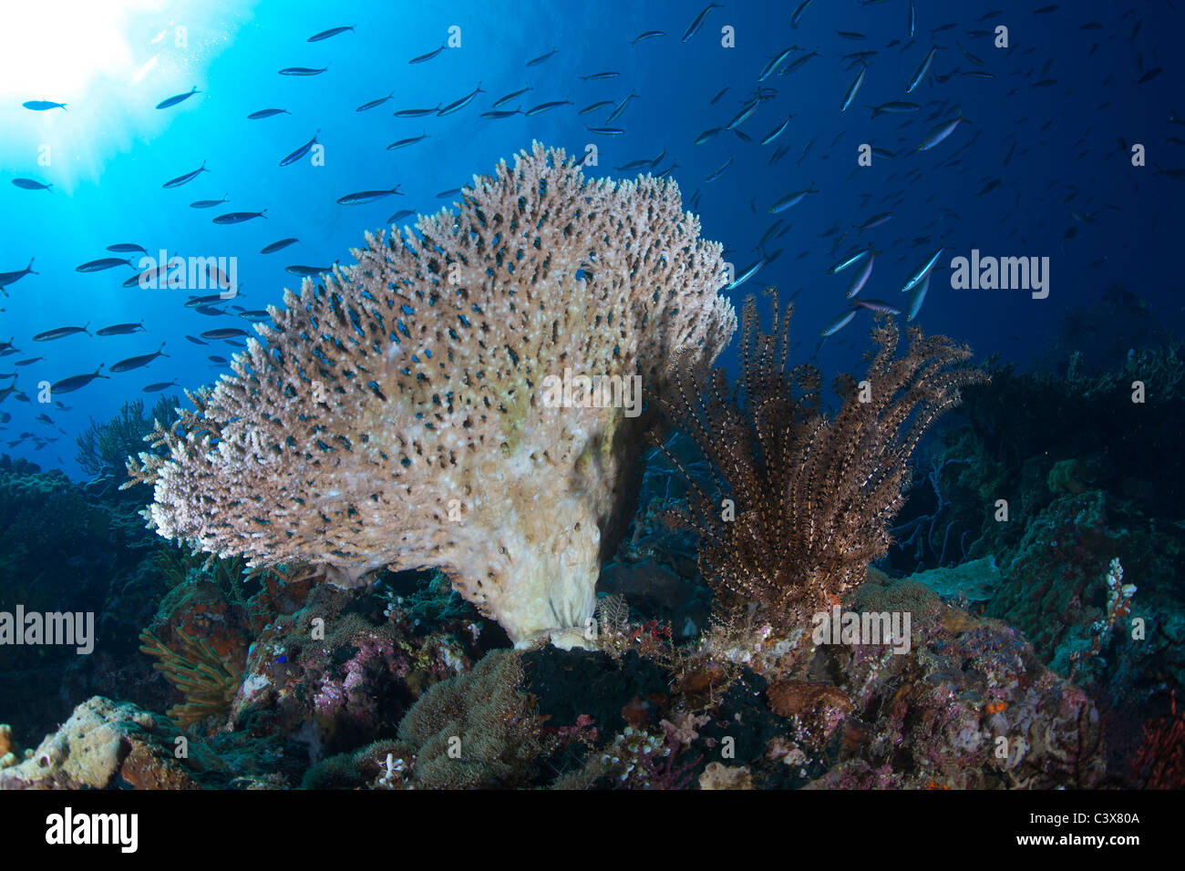School of Fish and Coral Stock Photo - Alamy