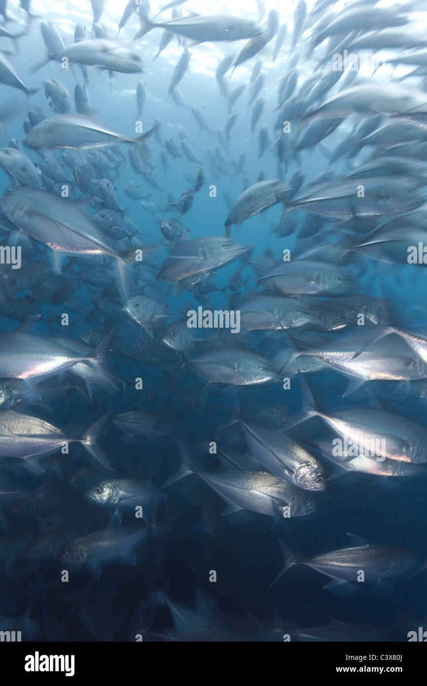 Kingfish hi-res stock photography and images - Alamy