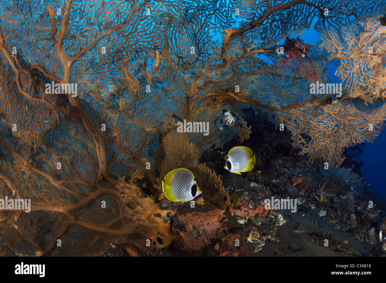 Philippine animals hi-res stock photography and images - Alamy