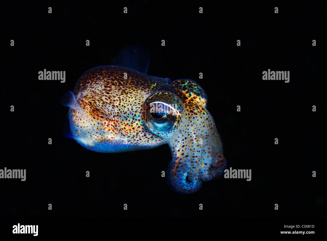 Bobtail Squid High Resolution Stock Photography and Images - Alamy