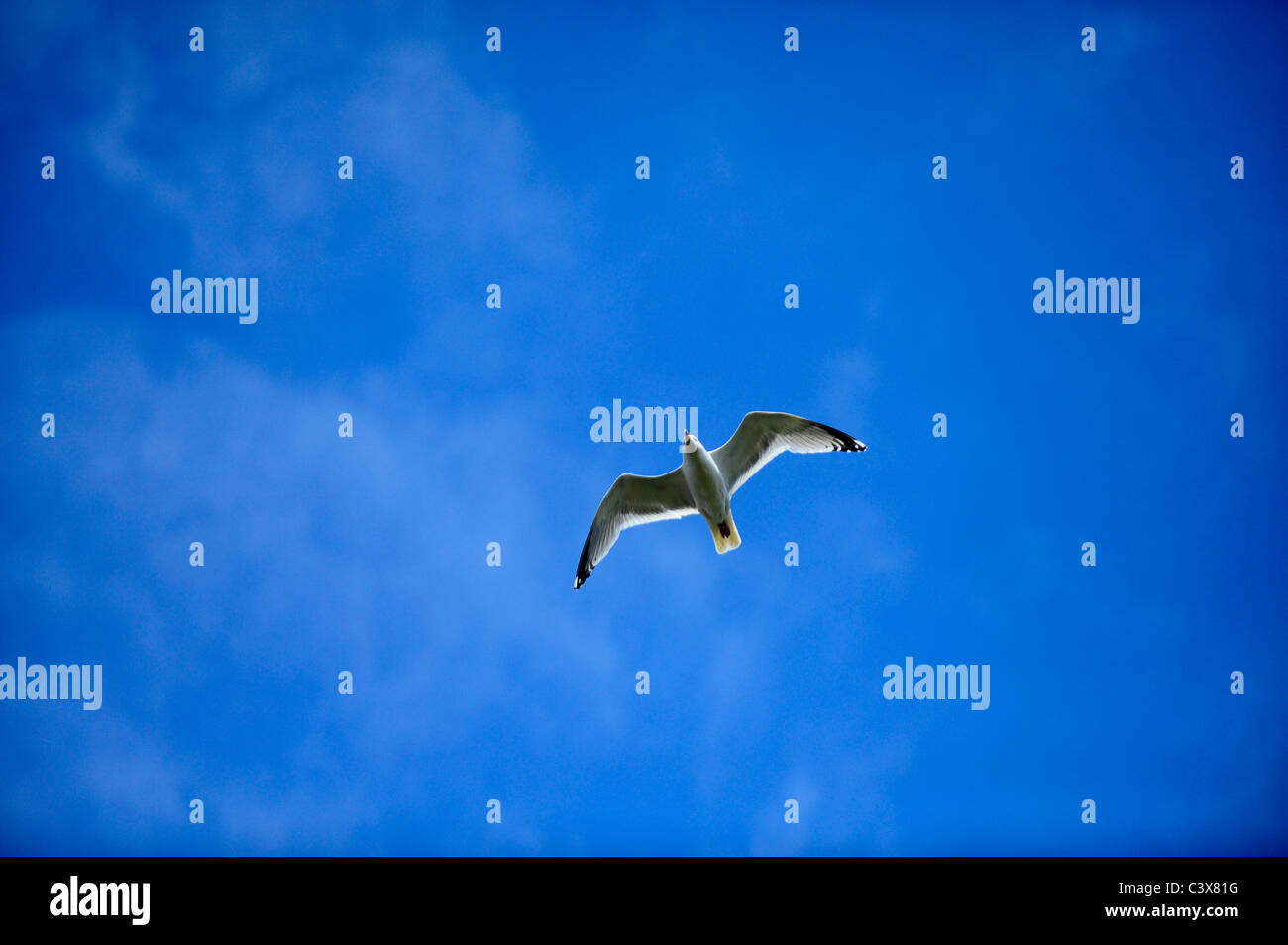 A common adult seagull in flight Stock Photo - Alamy