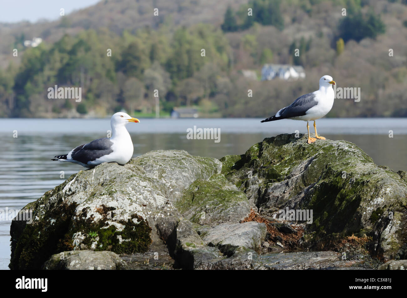 Great Black backed Gull (Larus marinus) sitting on rocks in Lake ...