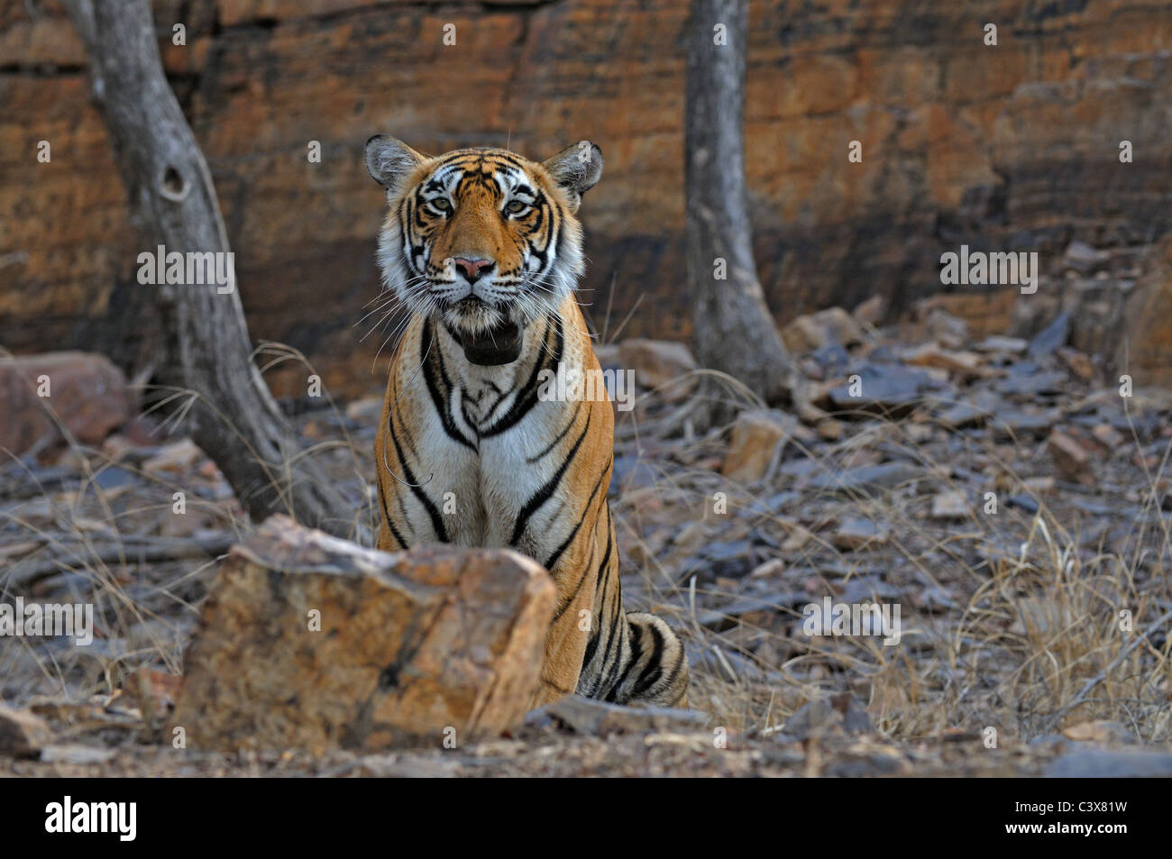 Big cat indian tiger research hi-res stock photography and images - Alamy