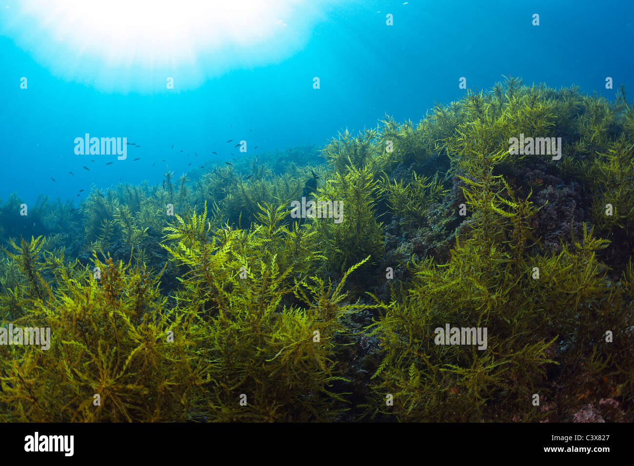 Seaweed hi-res stock photography and images - Alamy