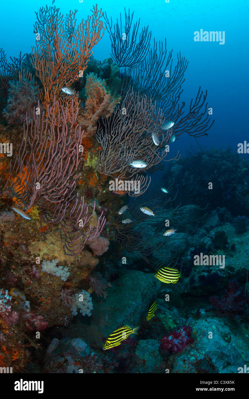Four coral hi-res stock photography and images - Alamy