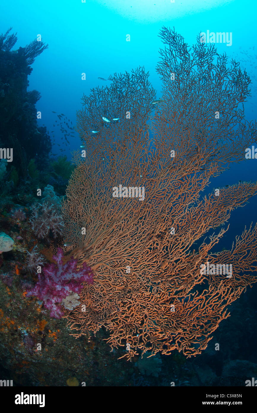 Marine phenomena hi-res stock photography and images - Alamy