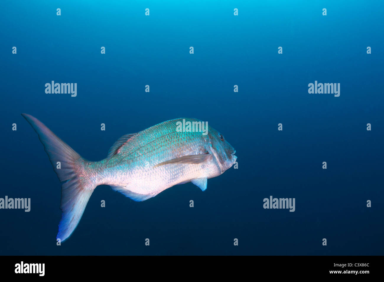 Red Sea Bream Japan High Resolution Stock Photography and Images - Alamy