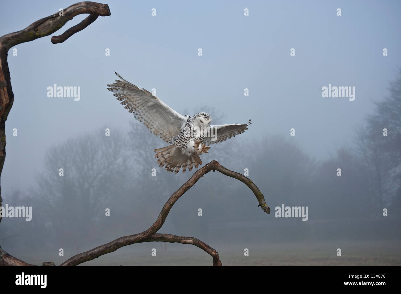 Owl mist hi-res stock photography and images - Alamy